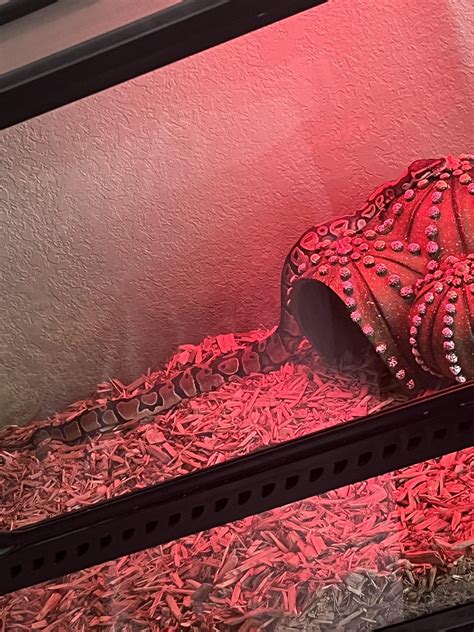 Ball Python Eyes I Noticed That Some Ball Pythons Have Eyes That