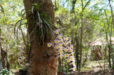 Discover How Much Light Do Orchids Need