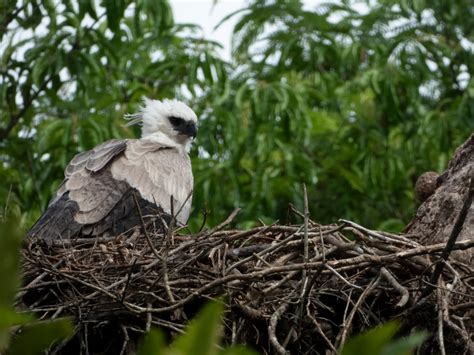 Three Counties Wildlife The Darién Gapthe Target Bird