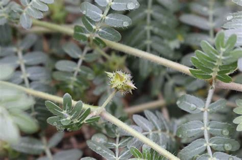 Goat Head Weed