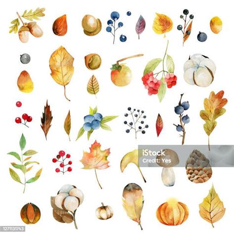 수채화 가을 식물 세트 잎 면화 꽃 노란 나무 잎 가을 열매 참나무 잎과 도토리 전나무 콘과 버섯 흰색 배경에 손으로 그려진 고립 된 그림 가을에 대한 스톡 벡터 아트 및