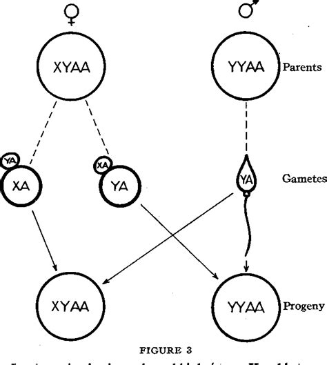 Figure 3 From The Quantitative Theory Of Sex And The Genetic Character