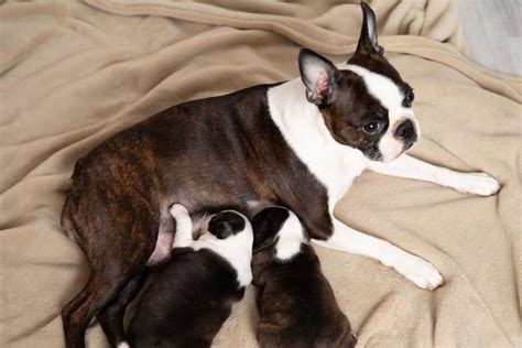 C Section For Dogs Everything You Should Know Stanwood Vets
