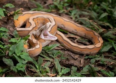 Reticulatus Python Morph Albino Motley Orange Stock Photo 2468941171 Shutterstock