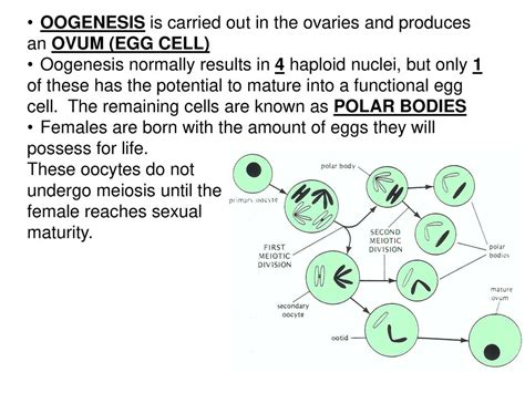 REPRODUCTION BY SEXUAL MEANS Ppt Download