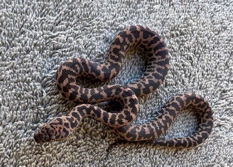 Spotted Pythons Available