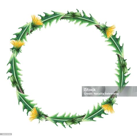 민들레 꽃의 수채화 화환입니다 흰색 고립된 배경에 있는 손으로 그리는 클립아트 식물 초원 그림 디자이너 장식 엽서 포장지 스크랩북 표지 초대장 웨딩 디자인 포스터 및 섬유