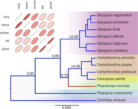 Simultaneous Phylogenetic And Phenotypic Trait Reconstruction Of
