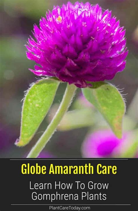 Globe Amaranth Care Guide How To Grow Gomphrena Plants