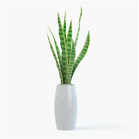 Variegated Snake Plant 3d Model 21 C4d Fbx Max Ma 3ds Blend