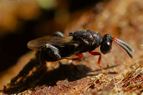 日本截胫小蜂 Haltichella Nipponensis