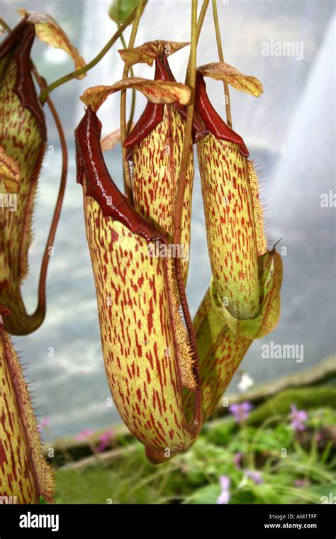 Pitcher Plants Nepenthes Maxima At Buga 2005 Munich Bavaria Germany