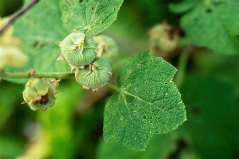 아욱의 섬세한 꽃봉오리는 무성한 녹색 배경에 서서 생생한 색상과 복잡한 세부 사항을 보여줍니다 이 클로즈업은 자연 아름다움 성장의 본질을 포착합니다 0명에 대한 스톡 사진