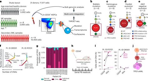 Single Cell Multi Omics Identifies Chronic Inflammation As A Driver Of Tp53 Mutant Leukemic
