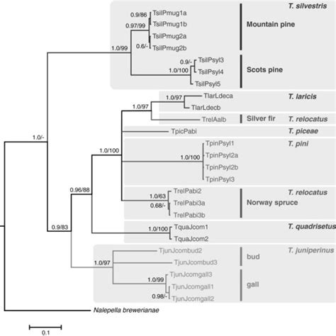 Bayesian Inference Bi Tree Constructed Using The Gtr I G Model On