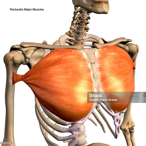 Pectoralis Major Muscle Isolated Anterior View Anatomy On White