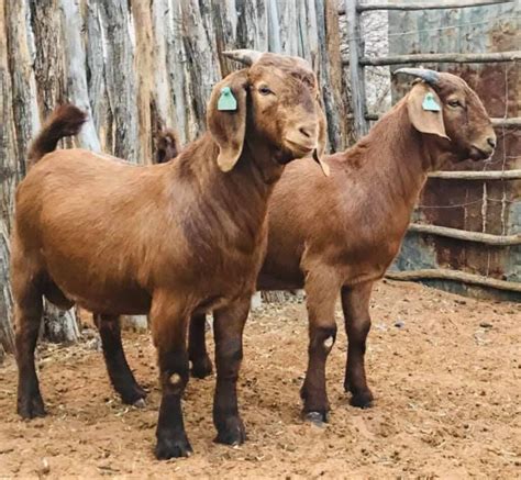 How To Fatten Goats For Meat Production Livestopedia