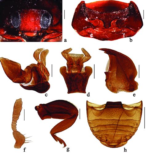 Main Characters Of The Genus Horniolus Weise A G Horniolus Hisamatsui Download Scientific