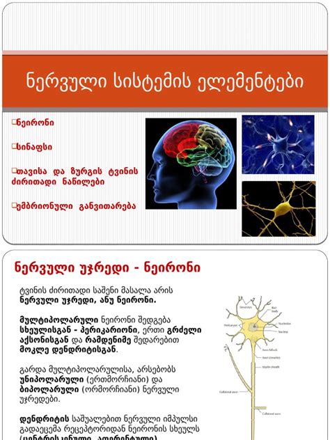 ნერვული სისტემის ელემენტები Pdf