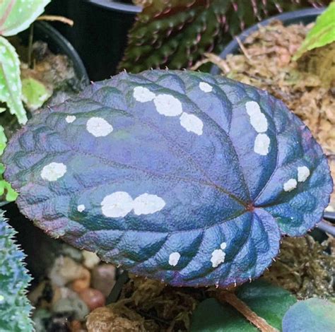 Begonia Erectocarpa Tropics Home