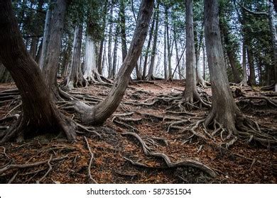 Large Tree Roots Coming Out Ground Stock Photo Shutterstock