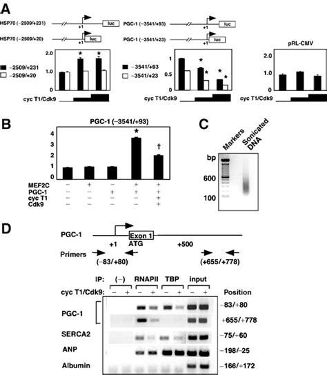 Cyclin T1 Cdk9 Selectively Suppresses Pgc 1 Transcription And Formation