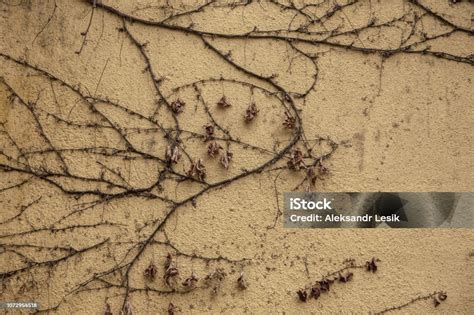 함께 등산 식물의 자연의 배경 흰 벽에 나뭇잎 가 장식가 까이 서 공간을 복사 벽에 야생 포도 나무입니다 포도 나무와 자연 배경입니다 집의 벽에 담 쟁이의 잔 가지 0명에