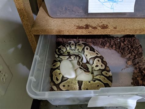 First Time Maternal Incubation Ball Pythons Morphmarket Reptile Community
