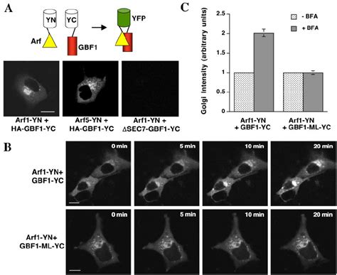Bimolecular Fluorescence Complementation Analysis To Monitor Gbf1 Arf1 Download Scientific