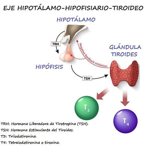 Descripción Del Hipotiroidismo Subclínico