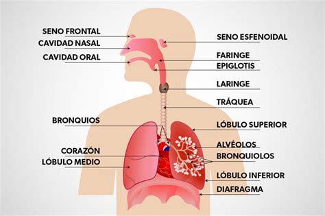 Diagrama Do Sistema Respiratorio
