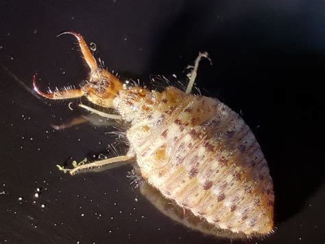 Antlion Larvae Ants Invasion