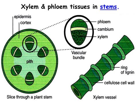 Xylem And Phloem Are Part Of A Plants At Katherine Roosa Blog