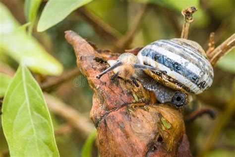 Small Snail With Snail Shell Hanging On A Branch Of A Tree Germany Stock Image Image Of