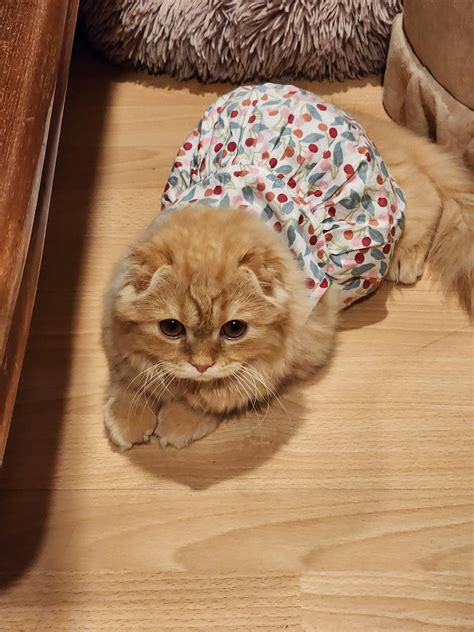 จมายเม่นเม่นและแมวพึมพัม 🦔🍑🐱 On Twitter พูพุงยืมชุดพิพัมมาใส่ ใส่แล้ว