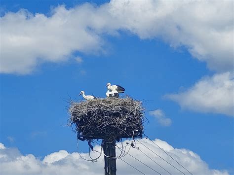 ЗАШТО РОДЕ НАЈВИШЕ ВОЛЕ БАНАТ У разговору са Друштвом за заштиту и ...