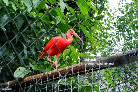 Selective Focus Of The Scarlet Ibis Bird That Was Standing In Its Cage