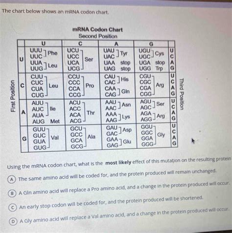 solved the chart below shows an mrna codon chart mrna codon chart