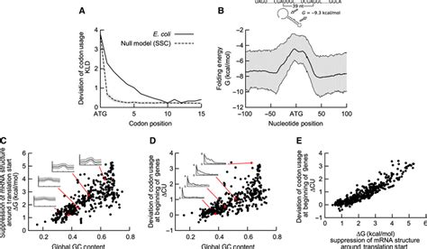Unusual Codon Usage And Suppression Of Mrna Structure At The Gene Start Download Scientific