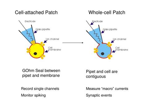 Ppt Whole Cell Vs Cell Attached Patch Current Clamp Components Of An Action Potential Voltage