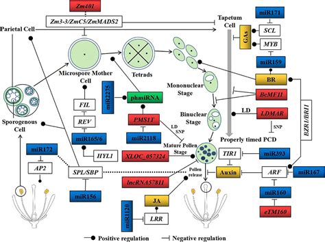 Frontiers Plant Non Coding Rnas Function In Pollen Development And Male Sterility
