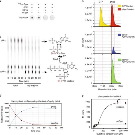 Naha Yvci Produces Pgpp Via P Ppgpp Hydrolysis A Dracala Of Download Scientific Diagram
