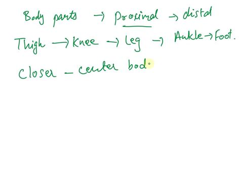 Solved What Is The Correct Sequence Of Bones In The Lower Limb From