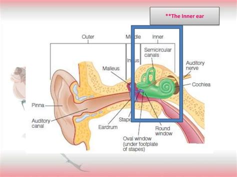 Perception Auditory Pptx