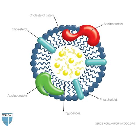 High Density Lipoprotein Physiology Wikidoc