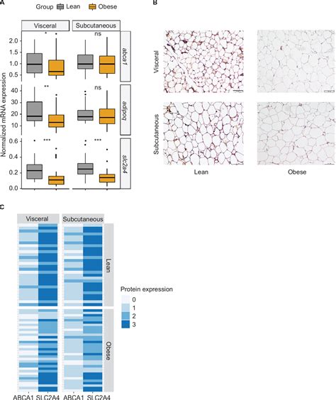 Atp Binding Cassette Transporter A1 Abca1 Expression In Adipose Tiss Dmso