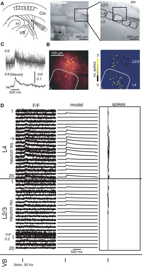Propagation Of Spiking Activity From L4 To L23 A Left Illustration
