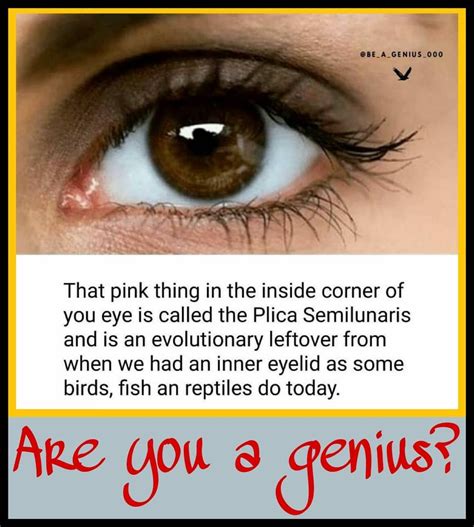 Nictitating Membrane