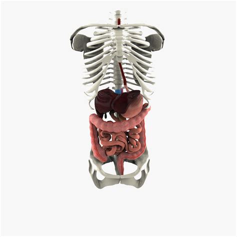Digestive 3d Models Download Free3d