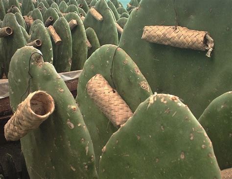 Červec Nopálový Když Brouček Nahrazuje Jahody Epochálnísvět Cz